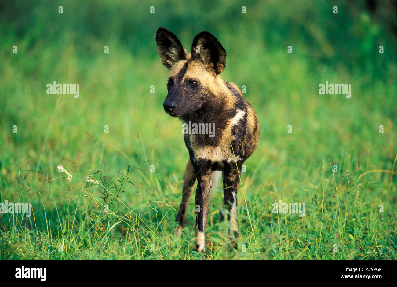 African wild dog Sabi Sand Game Reserve Mpumalanga South Africa Stock ...
