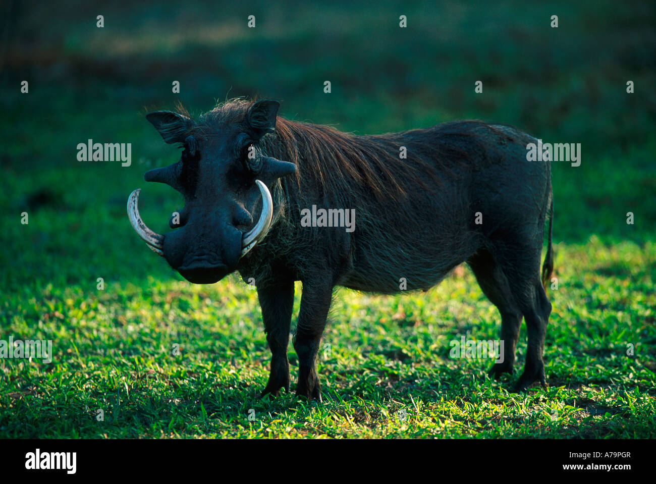 Adult male warthog hi-res stock photography and images - Alamy