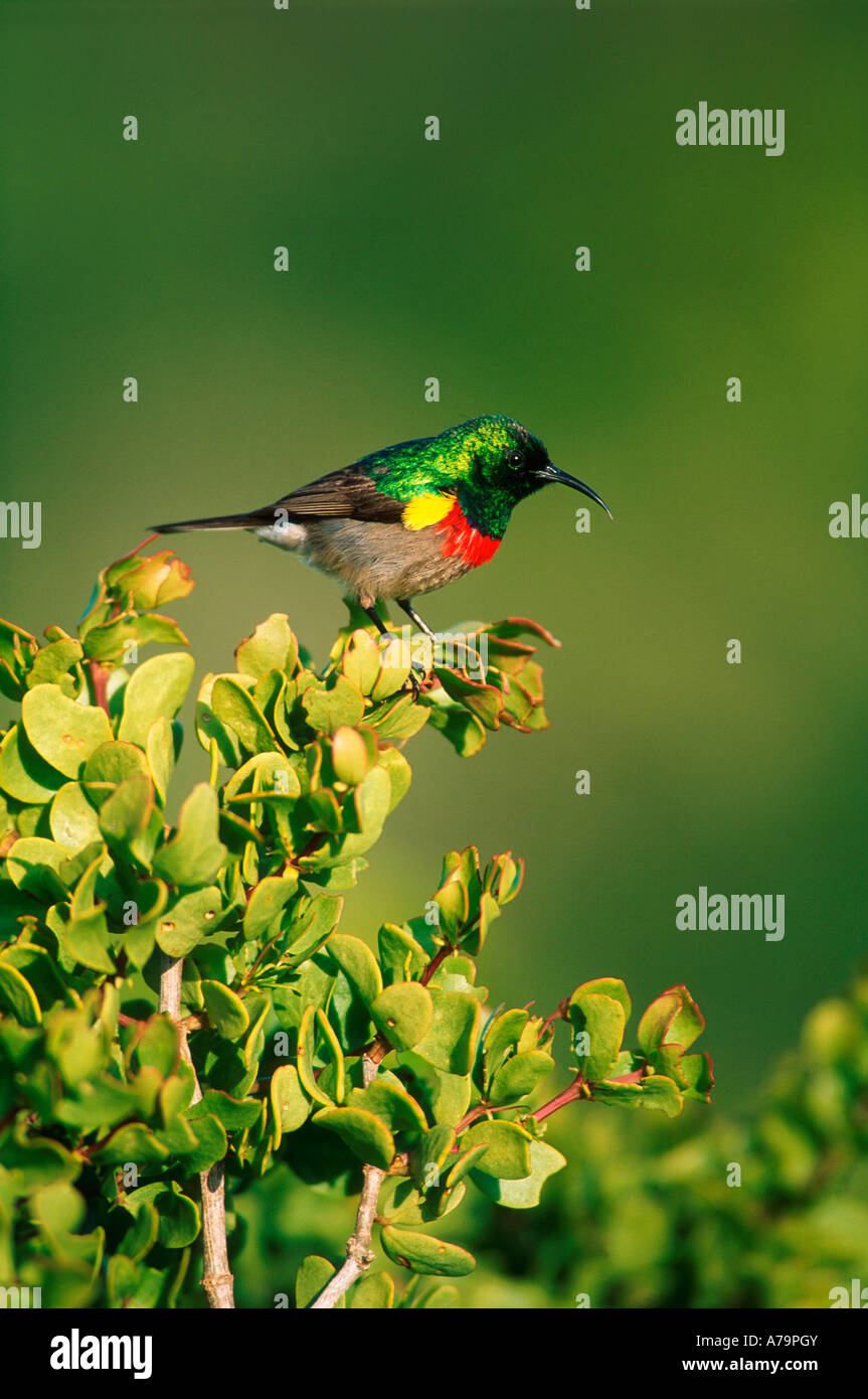 Male lesser double collared sunbird hi-res stock photography and images ...
