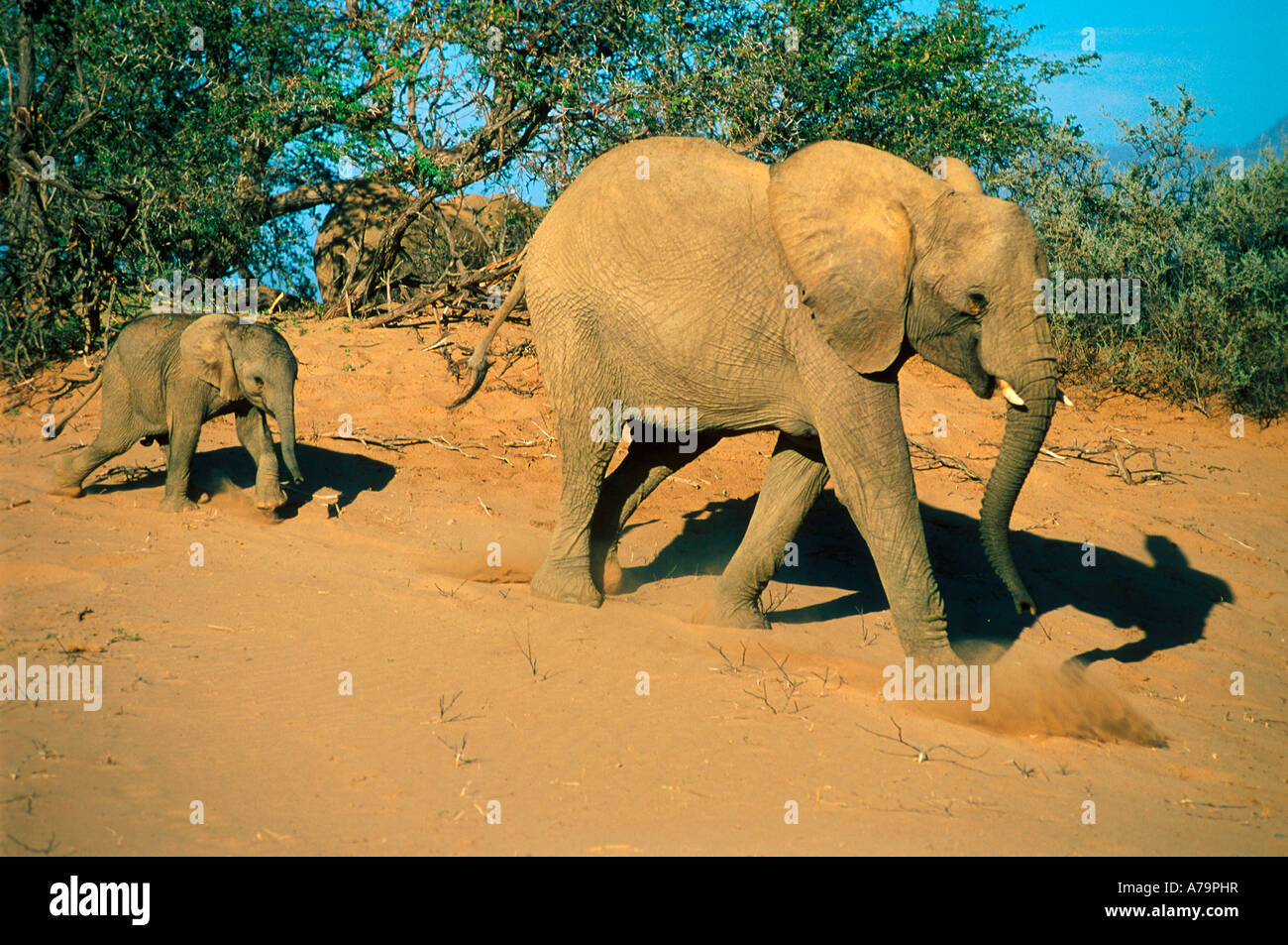Desert elephant and calf Huab River Namibia Stock Photo - Alamy