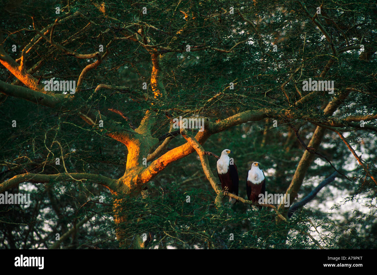 Iconic south african tree hi-res stock photography and images - Alamy