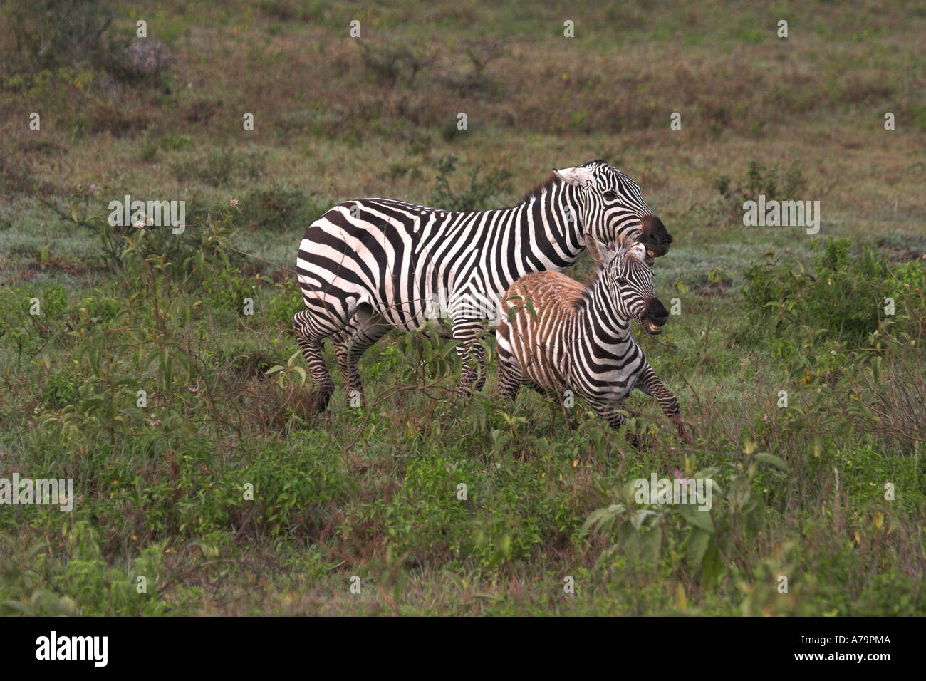 Animal Chasing Zebra High Resolution Stock Photography and Images - Alamy