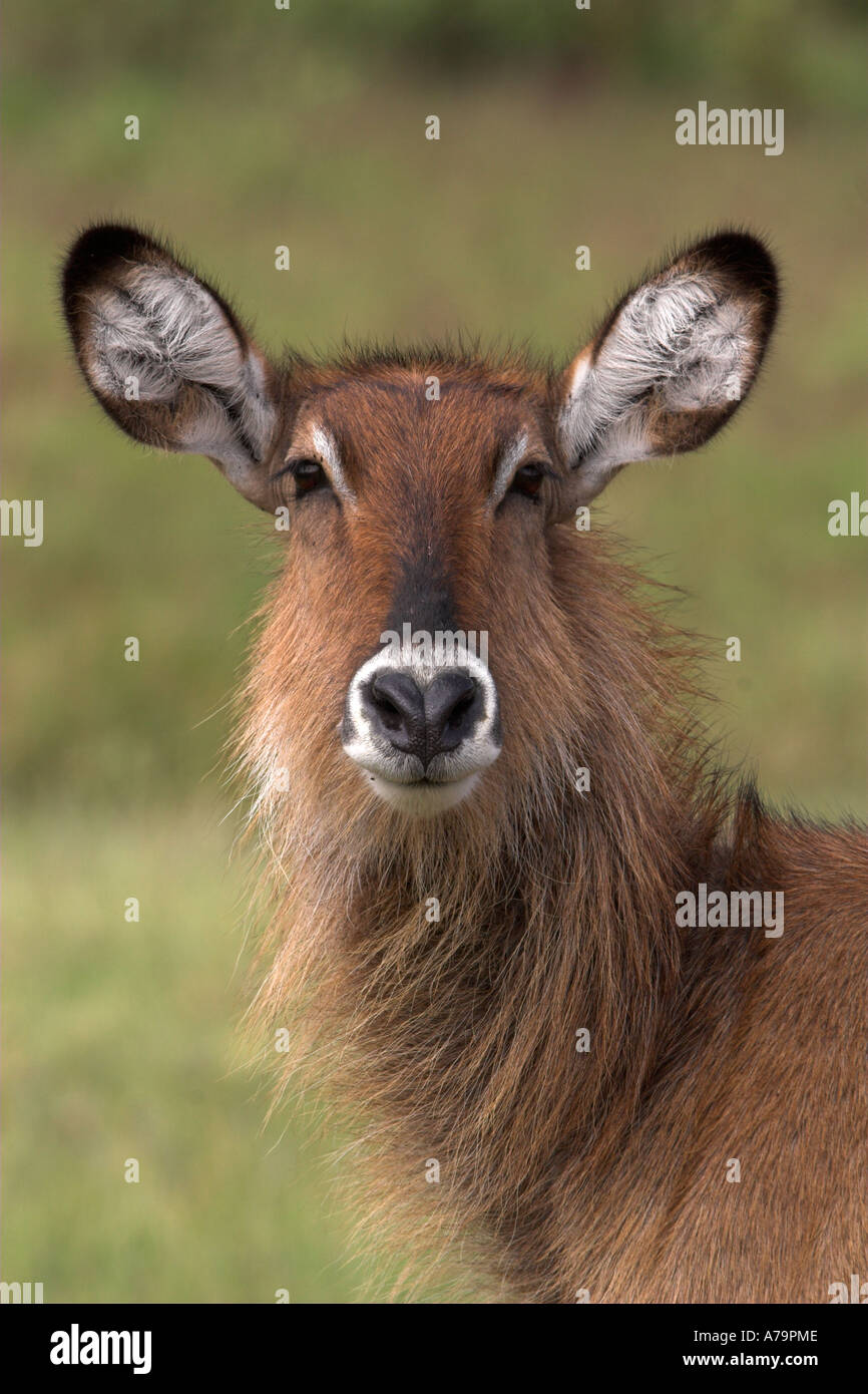 Waterbuck female front head portrait at Lake Nakurur Kenya East Africa ...