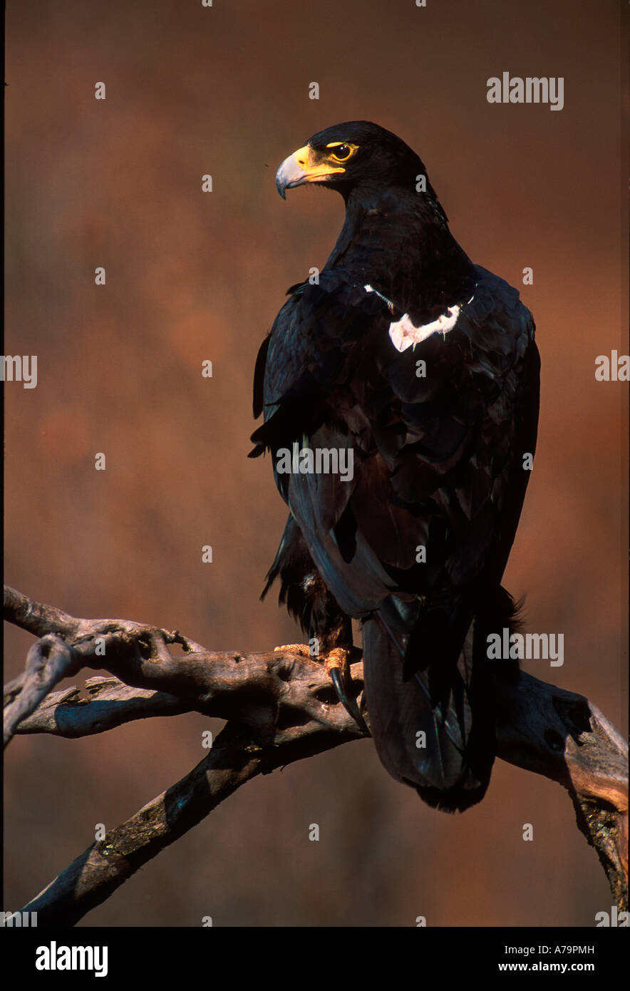 African Black Eagle