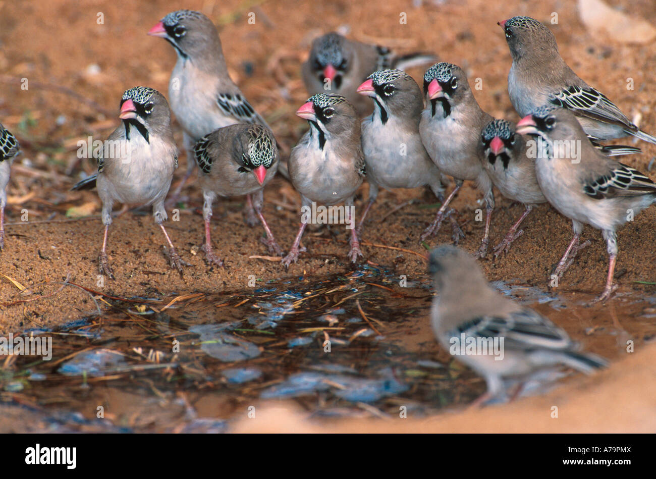 Group african finches water puddle hi-res stock photography and images ...