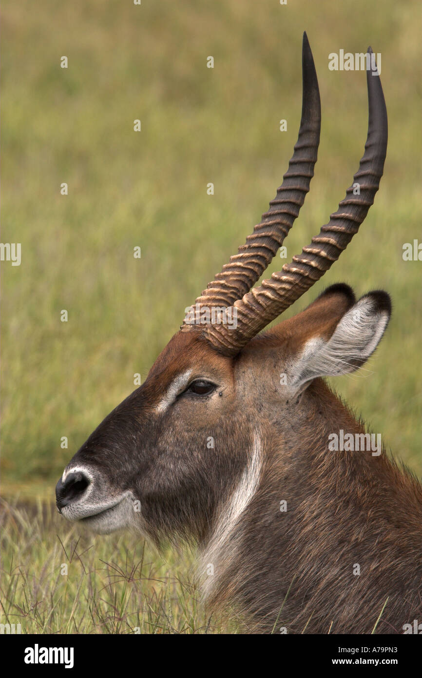 Waterbuck male profile head portrait at Lake Nakuru Kenya East Africa ...