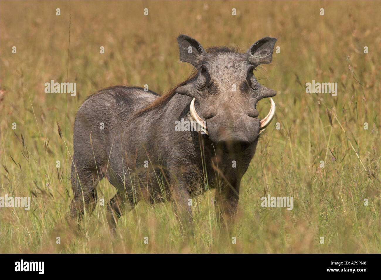 Warthog Masai Mara Kenya East Africa Stock Photo - Alamy