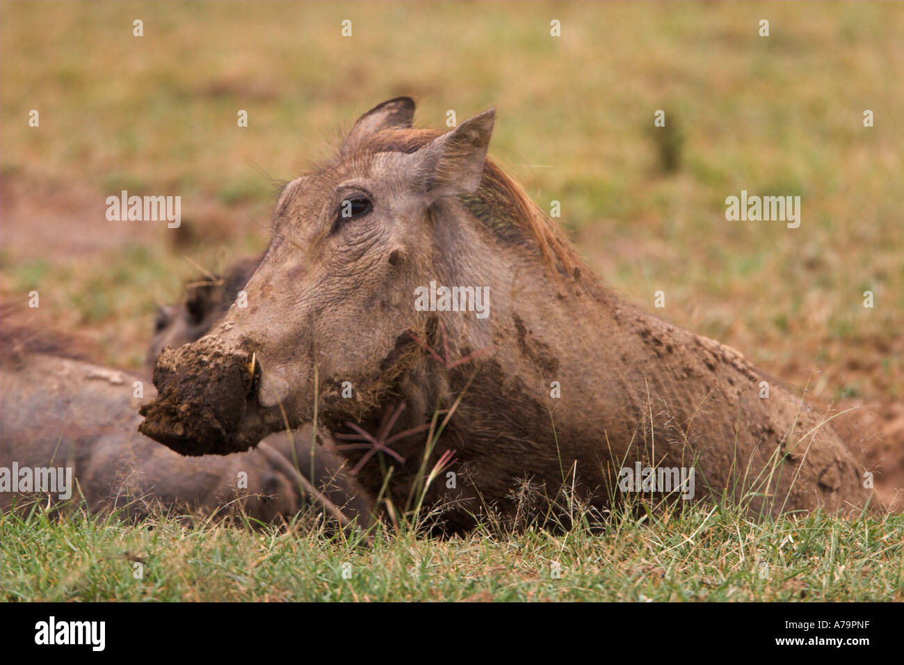 East africa mud wallow hi-res stock photography and images - Alamy