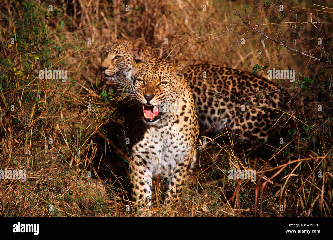 Male leopard snarling during a mating session with a female Kruger ...