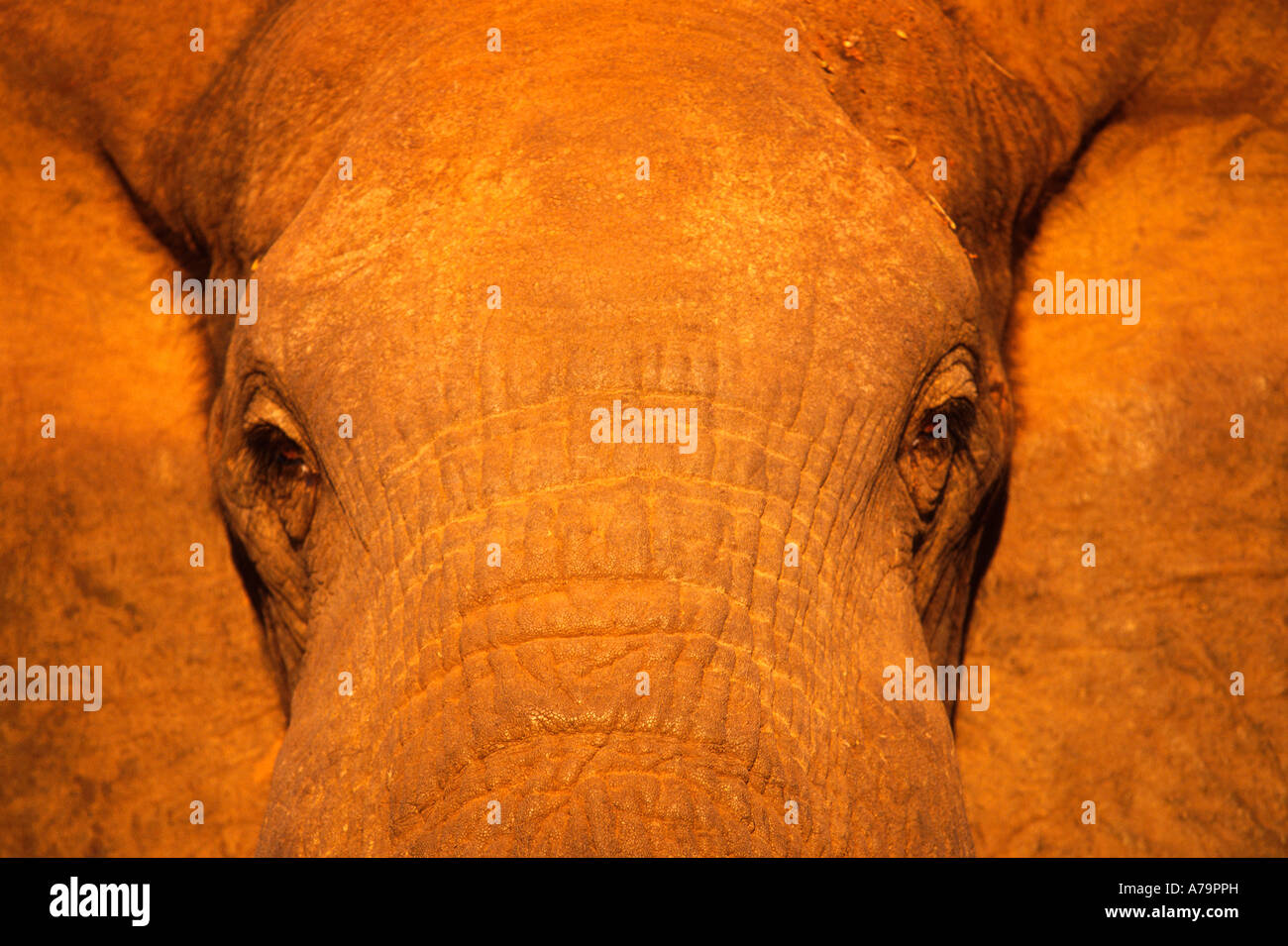 Elephant close up of the forehead and eyes Kruger National Park ...