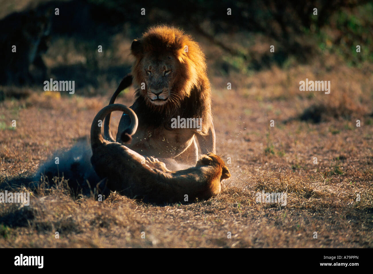 Lions showing aggression after mating Duma Tau Botswana Stock Photo - Alamy