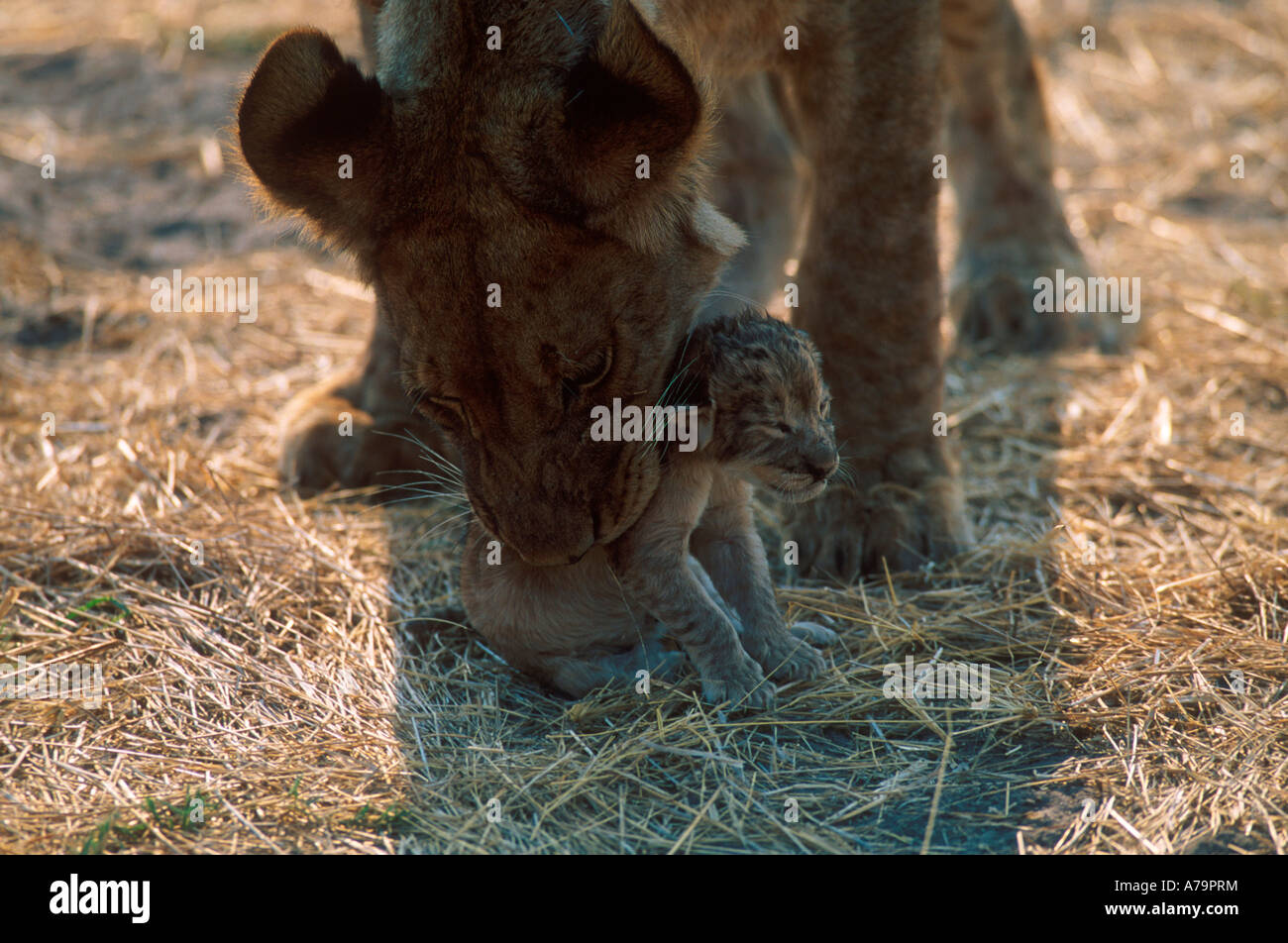 Newborn lion cub hi-res stock photography and images - Alamy
