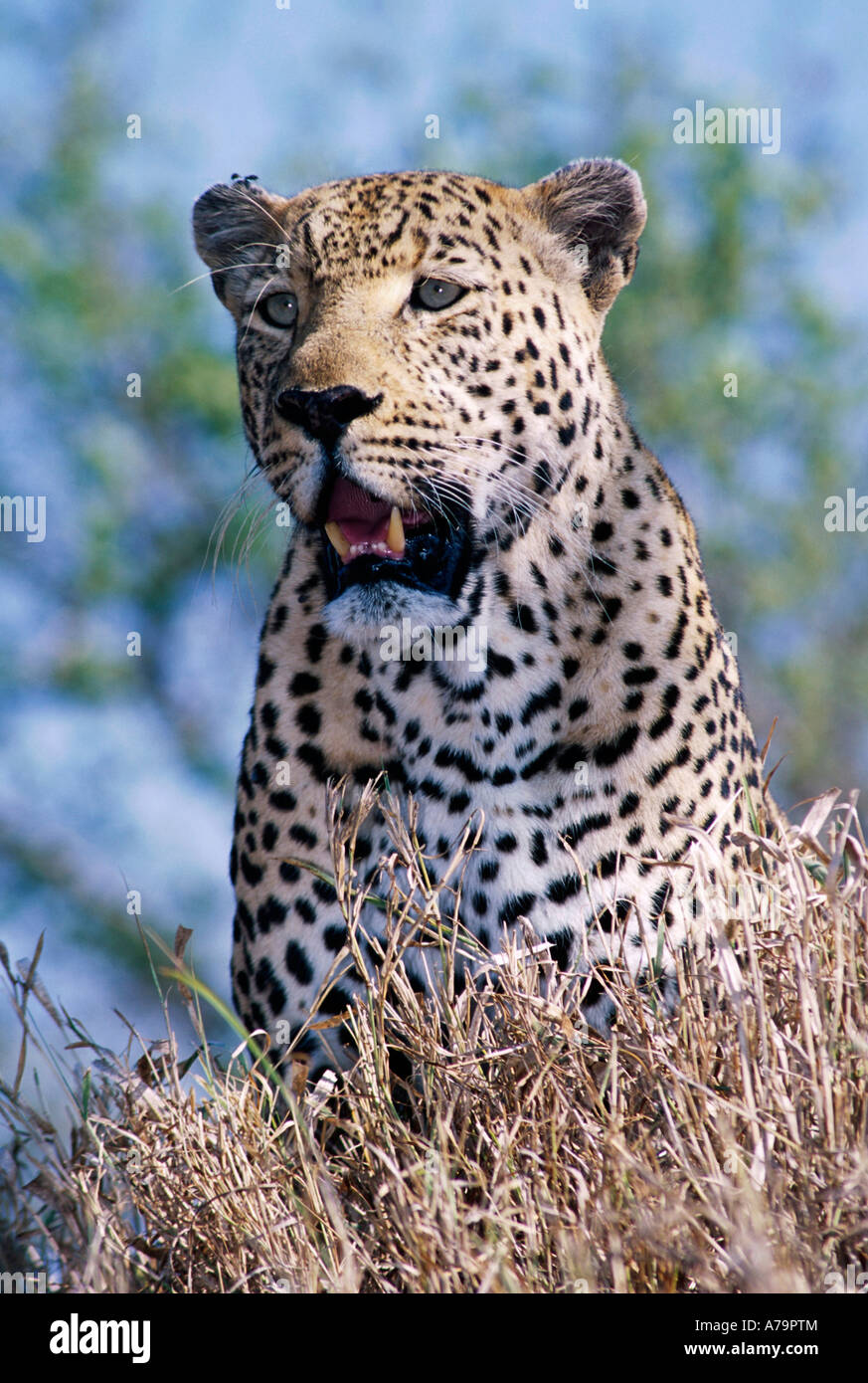 A portrait of a male leopard Sabi Sand Game Reserve Mpumalanga South ...