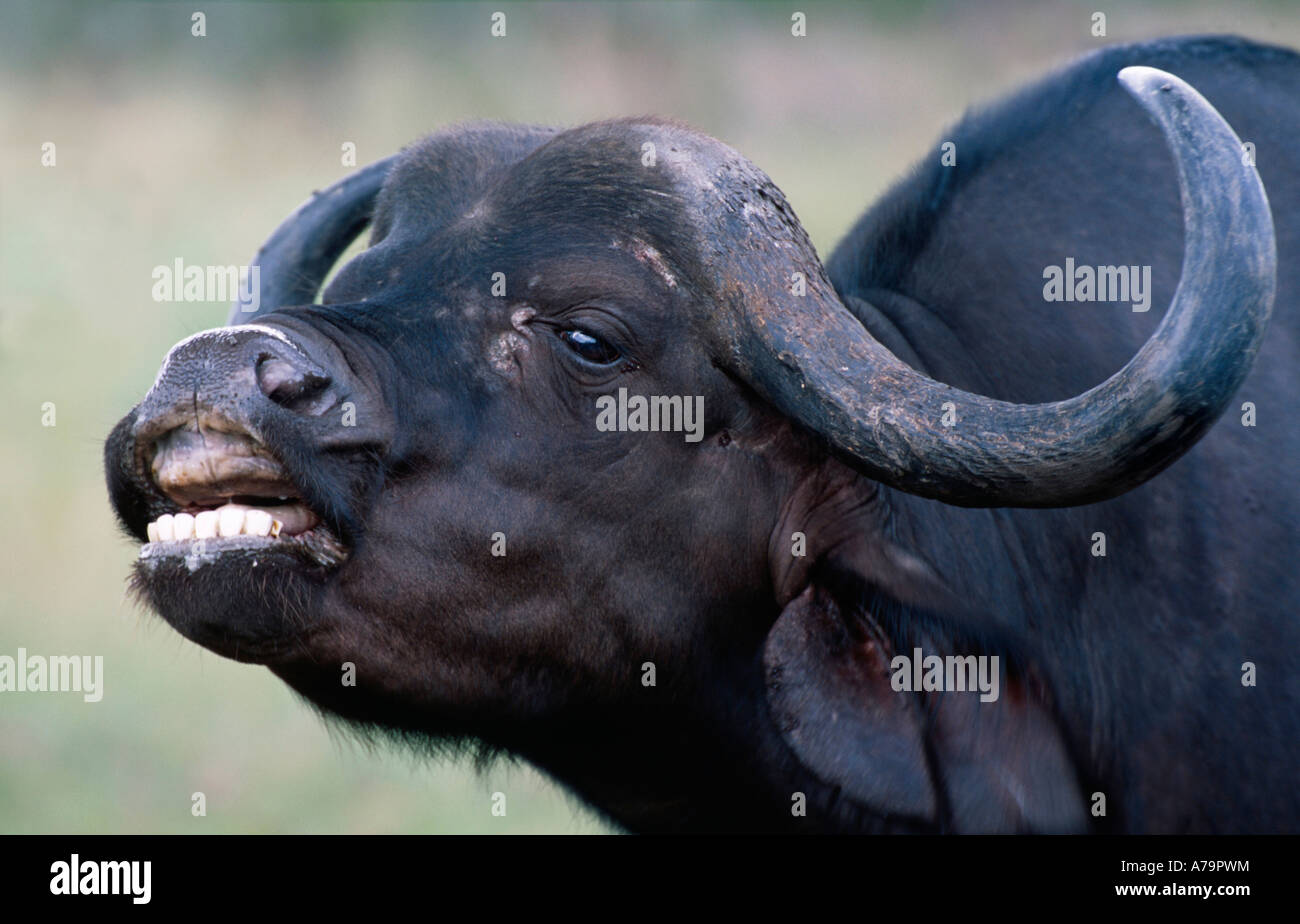 A buffalo cow raising flehmen Sabi Sand Game Reserve Mpumalanga South ...