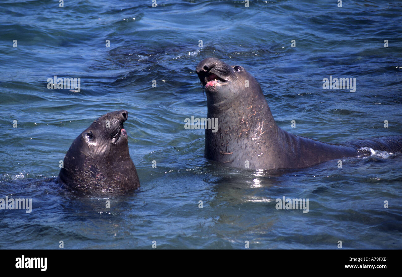 The rugged coastline of Big Sur California Pacific Seal Walrus Mammal ...