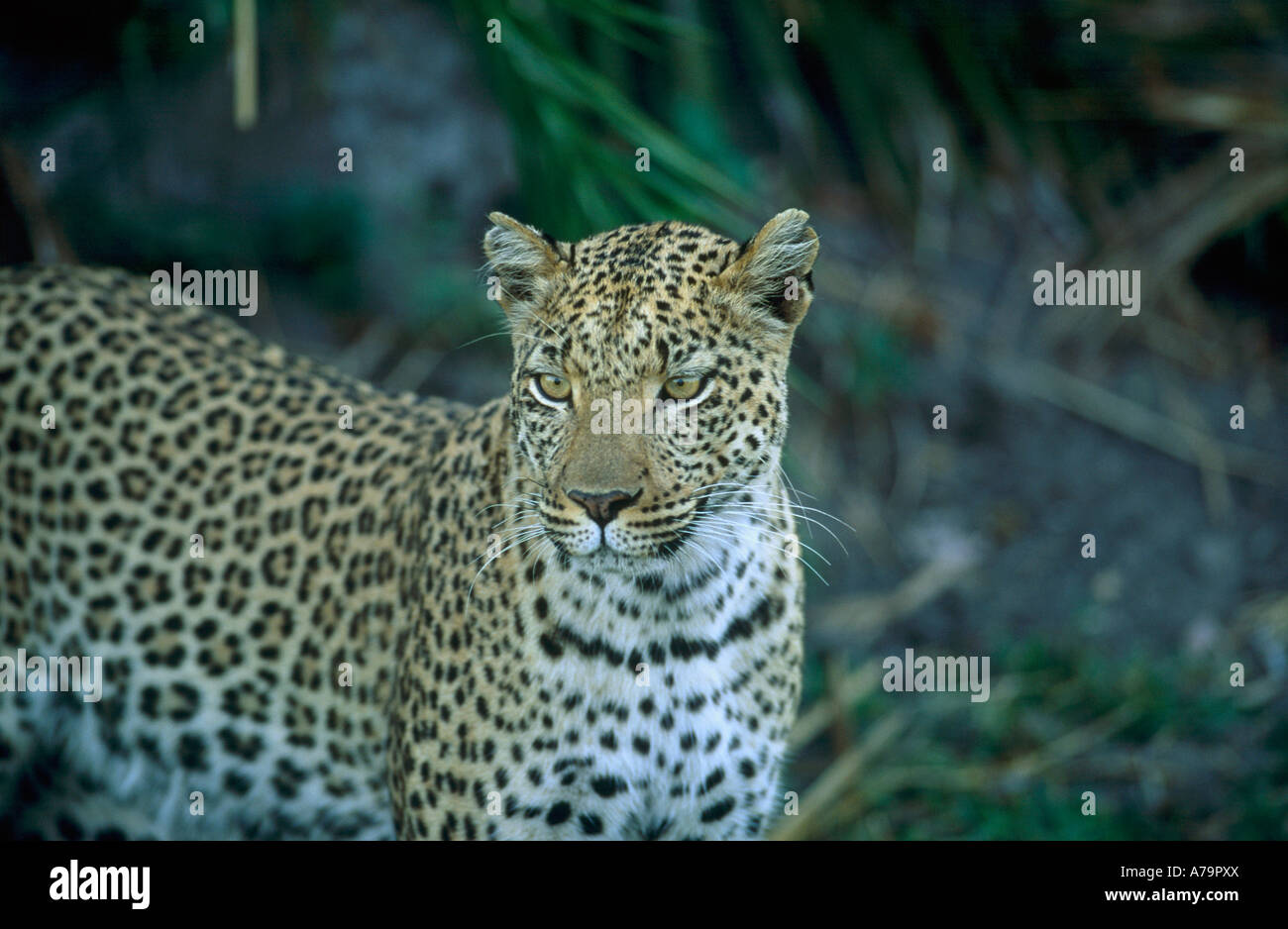 Distinctive markings hi-res stock photography and images - Alamy