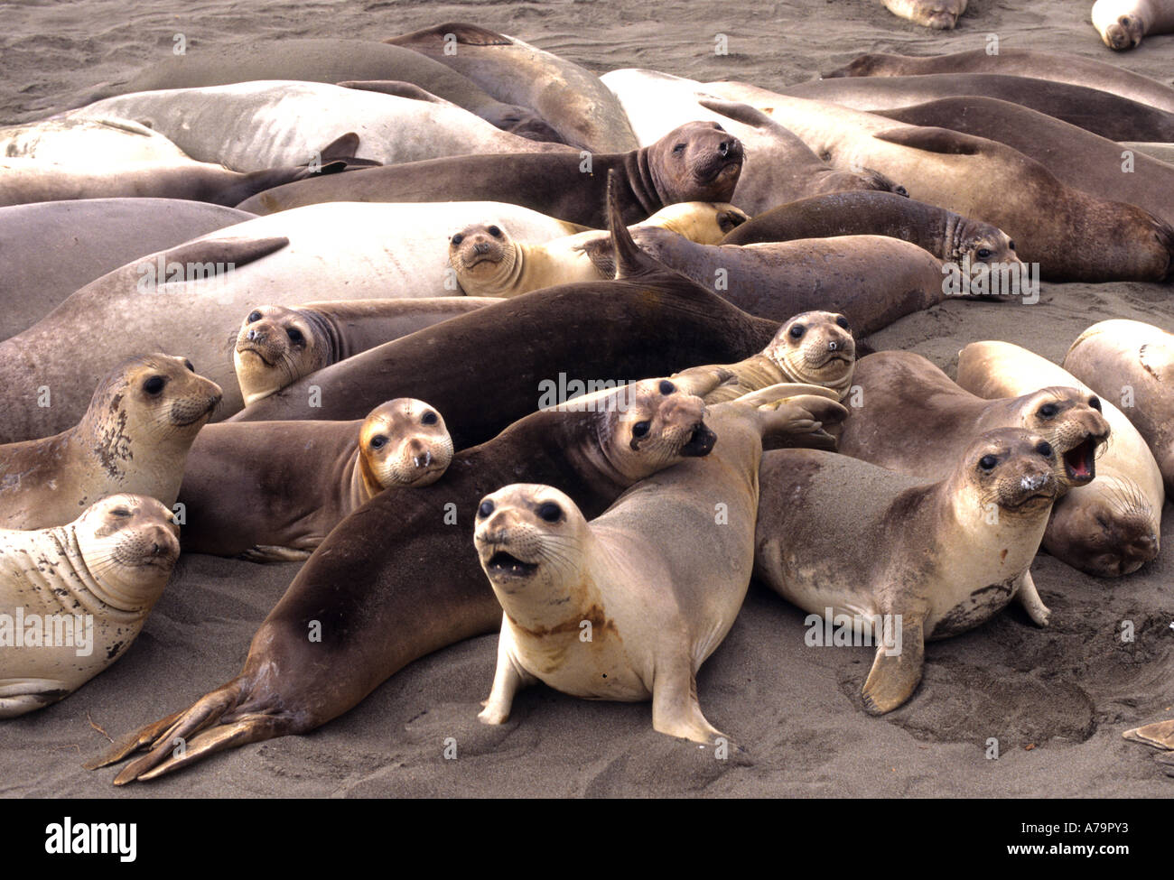 The rugged coastline of Big Sur California Pacific Seal Walrus Mammal ...