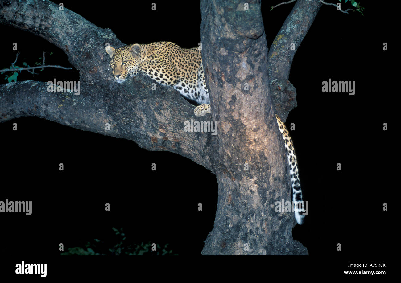 A leopard lying in the branches of a Maroela tree at night Sabi Sand ...