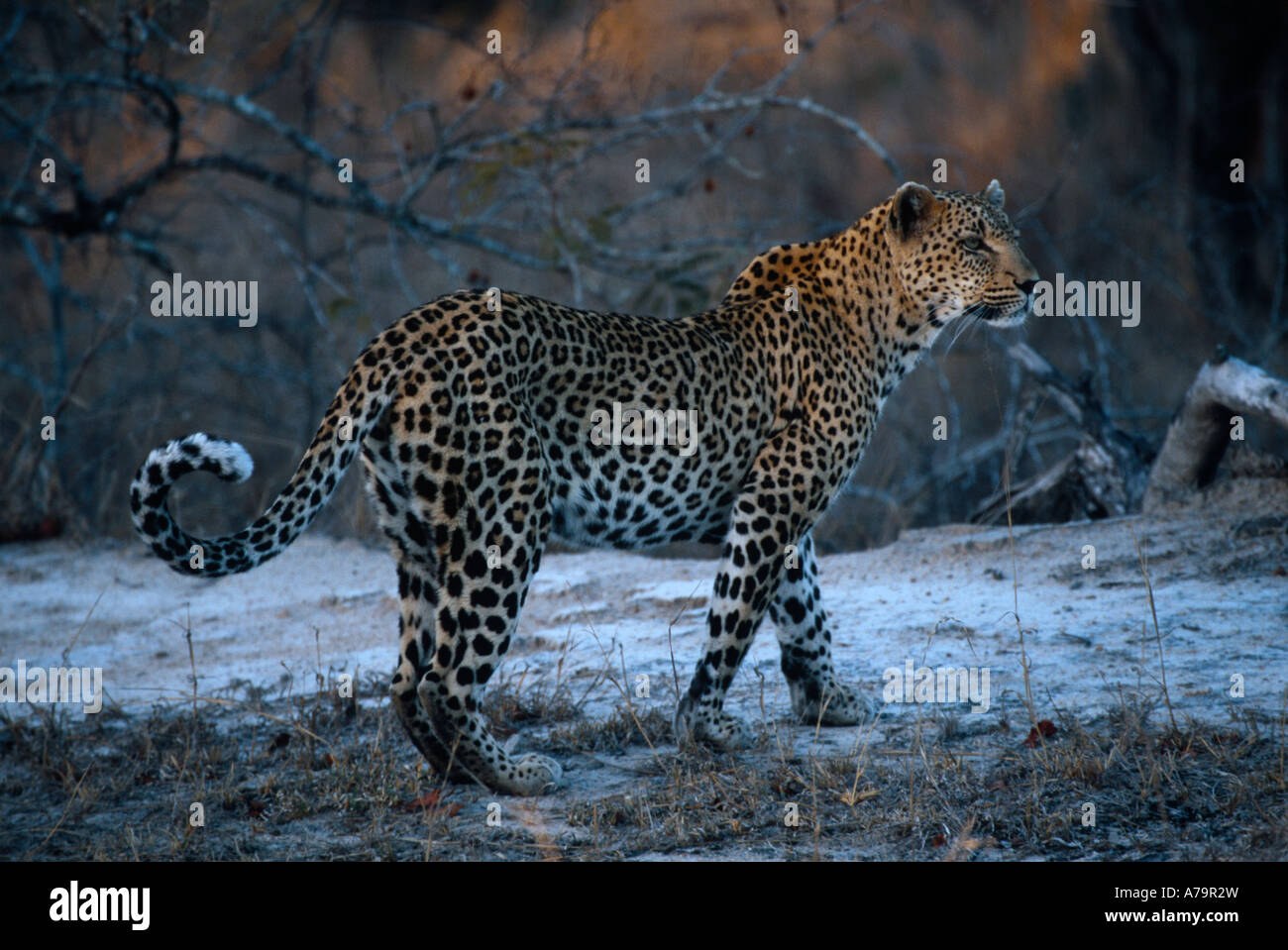 An adult female leopard in profile Sabi Sand Game Reserve Mpumalanga ...