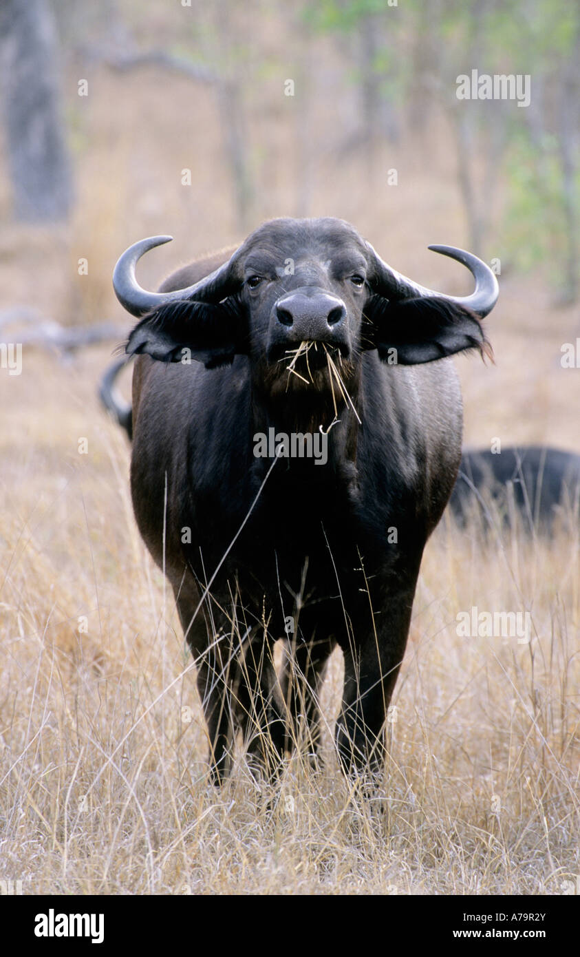 Buffalo cow with dry grass hanging from her mouth Sabi Sand Game ...