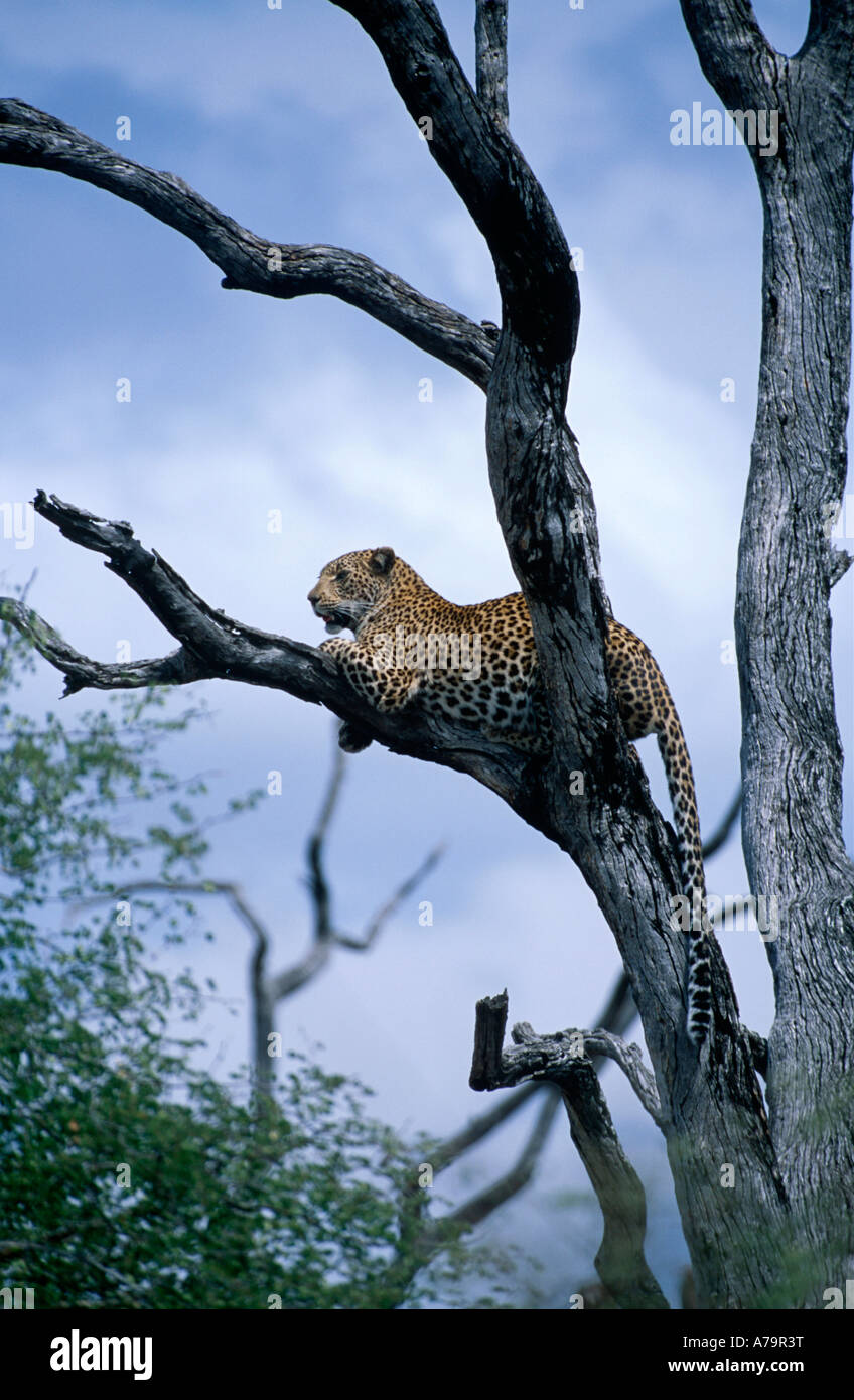 Leopard tail texture spots hi-res stock photography and images - Alamy