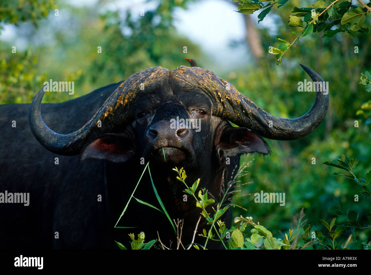 A male buffalo standing side on with head facing the camera Sabi Sand ...