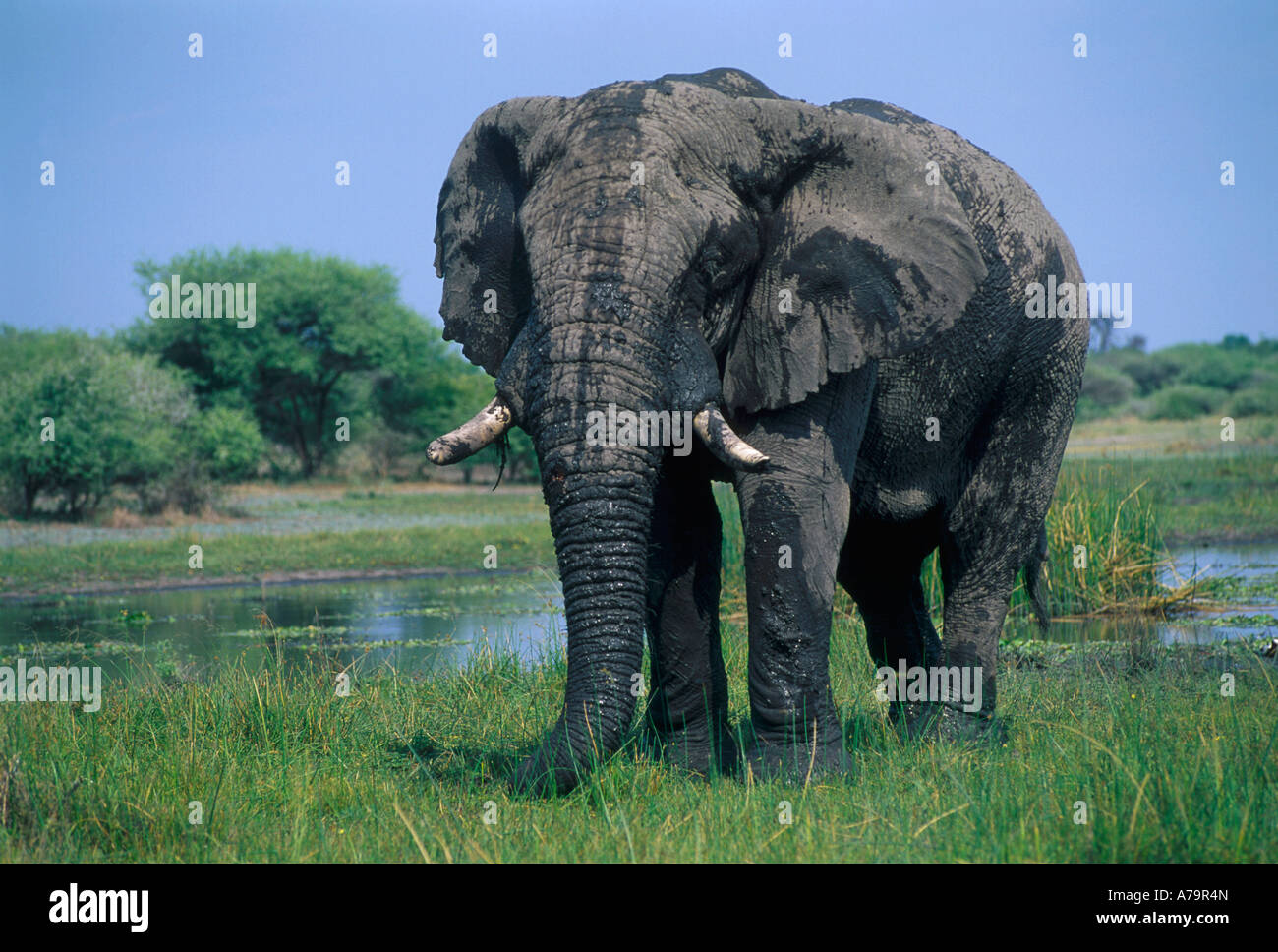 Elephant bull at mud wallow Mombo Okavango Delta Botswana Stock Photo ...