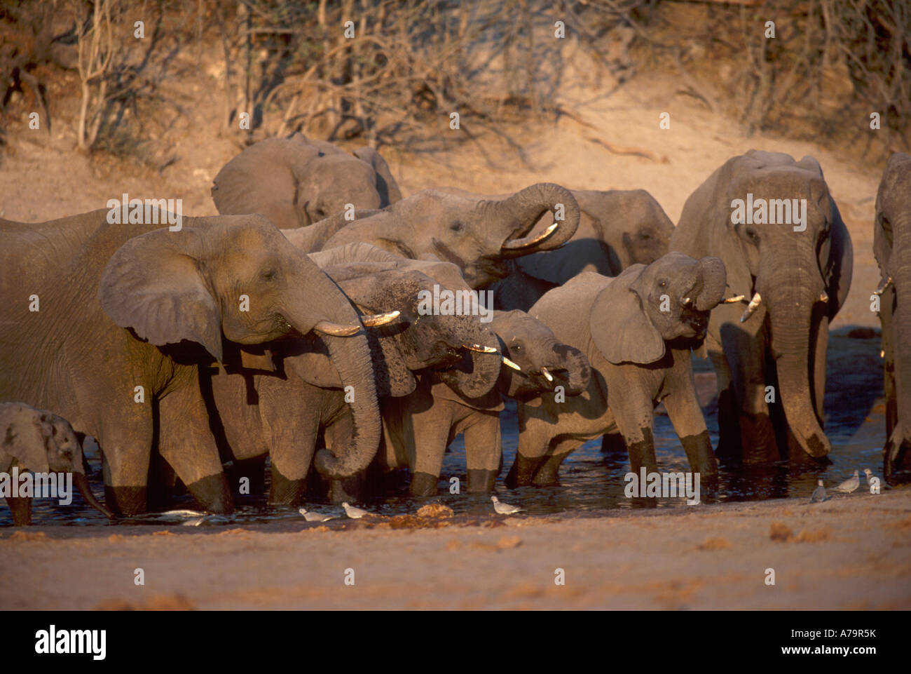 A small breeding herd of African elephants drinking Savuti Botswana ...