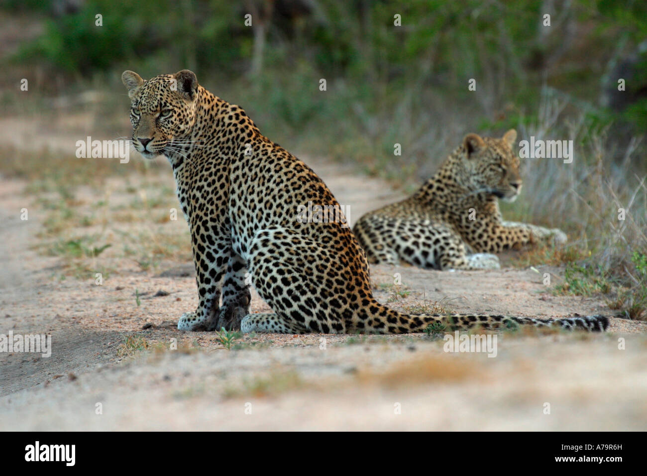 A pair of adolescent leopards Sabi Sand Game Reserve Mpumalanga South ...