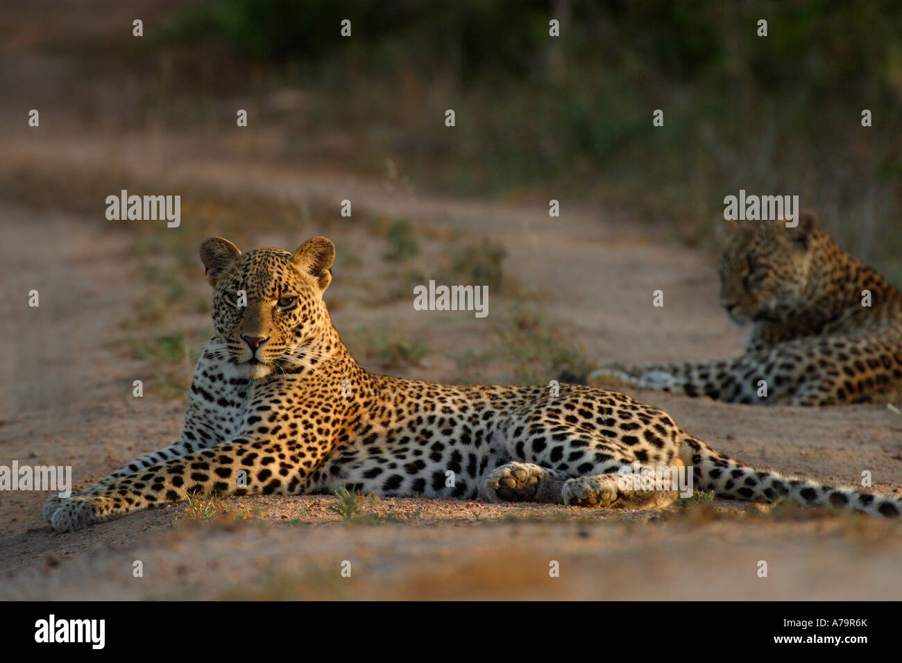 A pair of leopards lying on a bush track in the early morning Sabi Sand ...