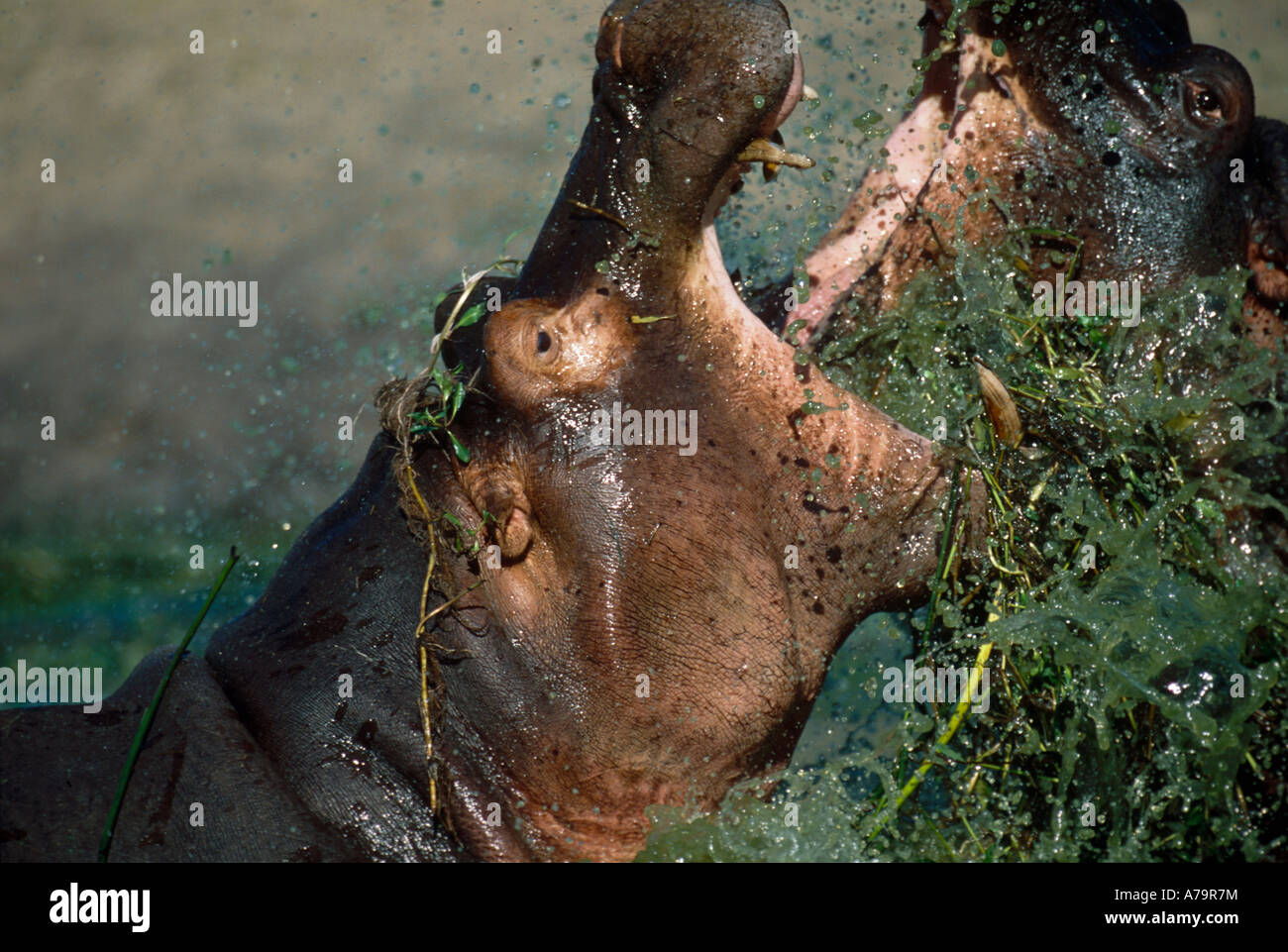 Two hippopotamus fighting Sabi Sand Game Reserve Mpumalanga South ...