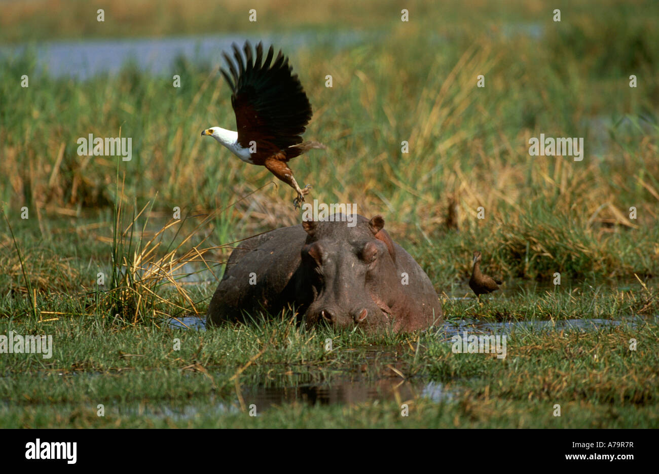 An African fish eagle takes off from the back of a hippopotamus Duma ...