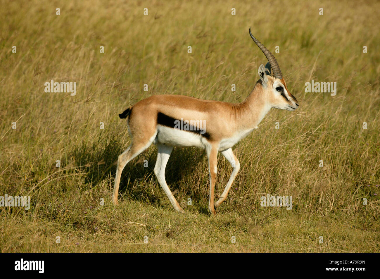 A male Thomsons gazelle walking showing the distinctive black stripe on ...