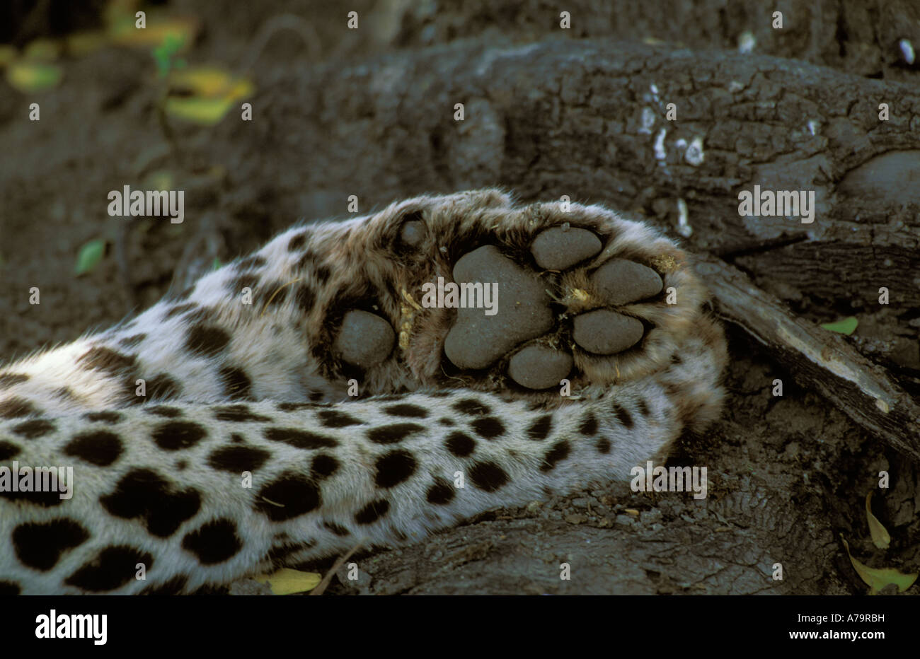 A close up of a Leopard paws Okavango Delta Botswana Stock Photo - Alamy