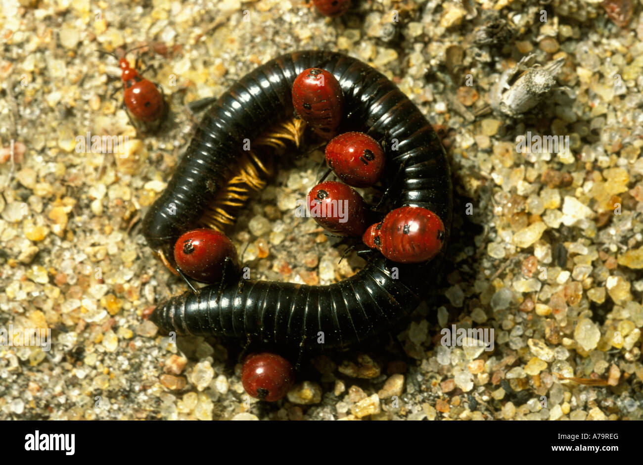 Shongololo hi-res stock photography and images - Alamy