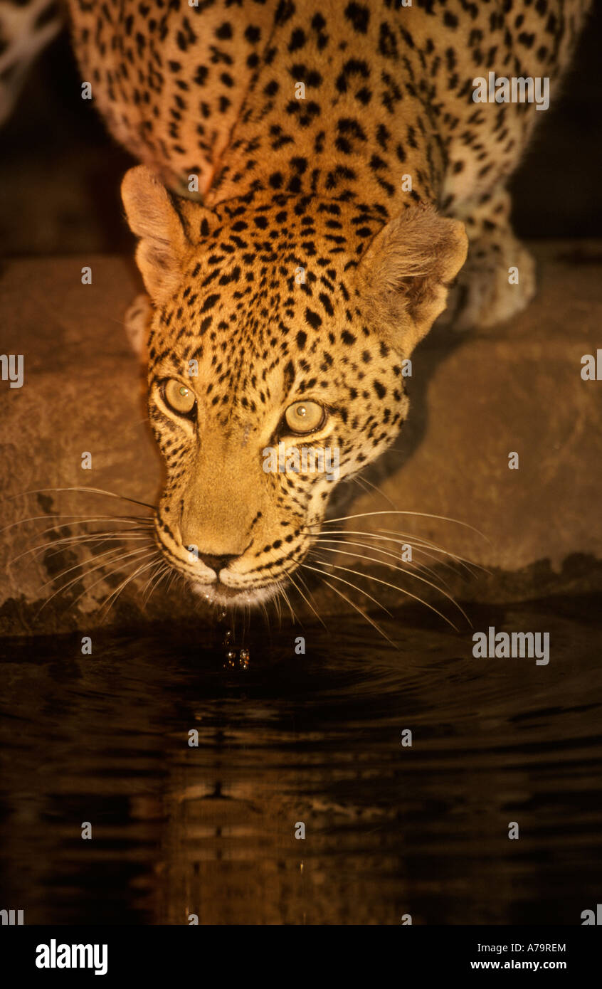 A portrait of a leopard drinking at a waterhole at dusk Sabi Sand Game ...