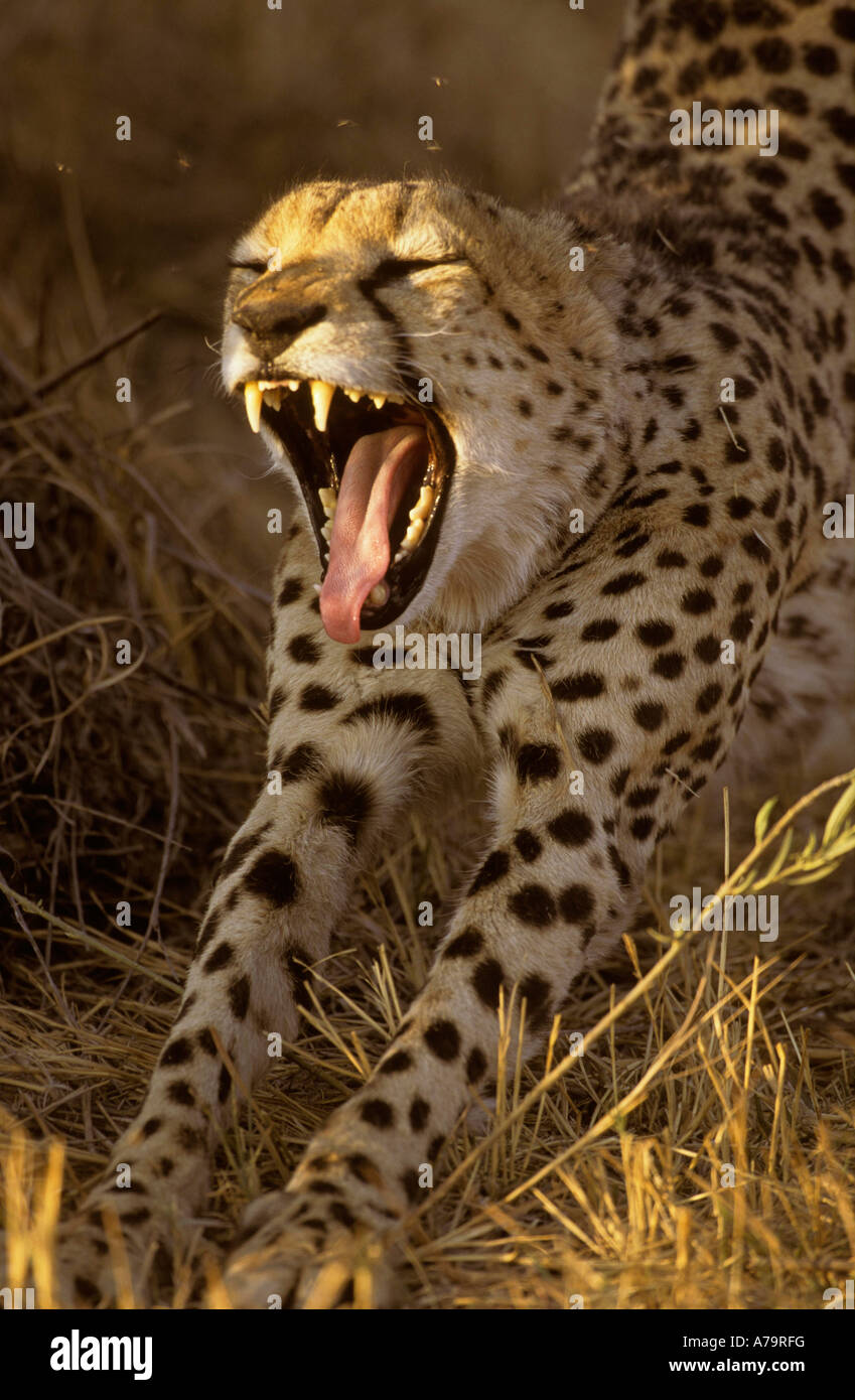 A portrait of a cheetah yawning and stretching Sabi Sand Game Reserve ...