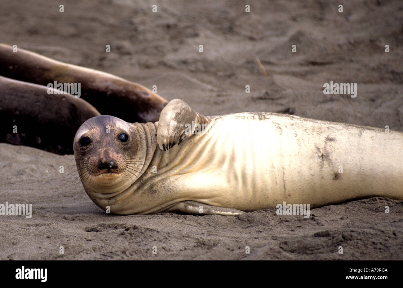 The rugged coastline of Big Sur California Pacific Seal Walrus Mammal ...