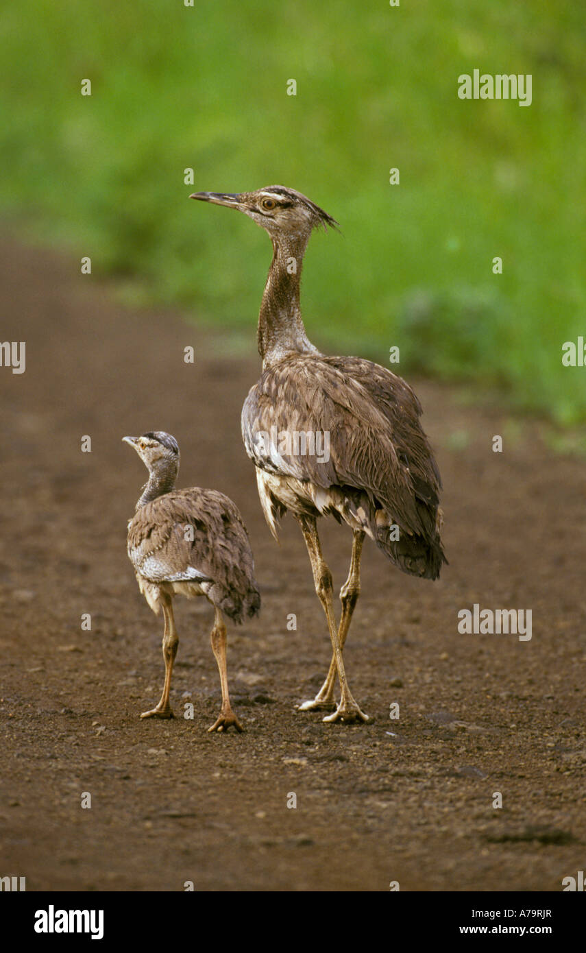 Kori Bustard