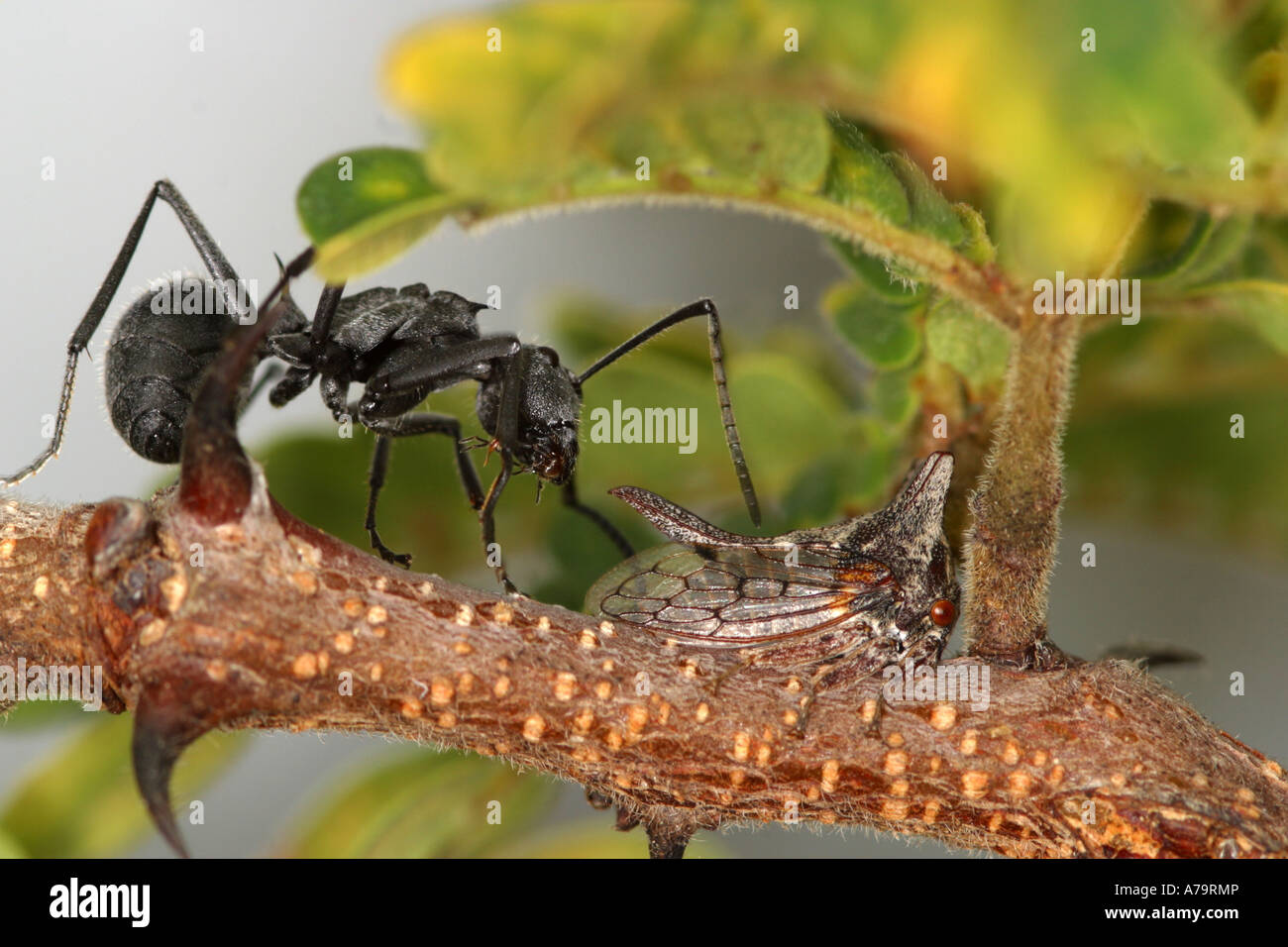 A detailed view of an ant feeding on tree lice Tembe Elephant Park ...