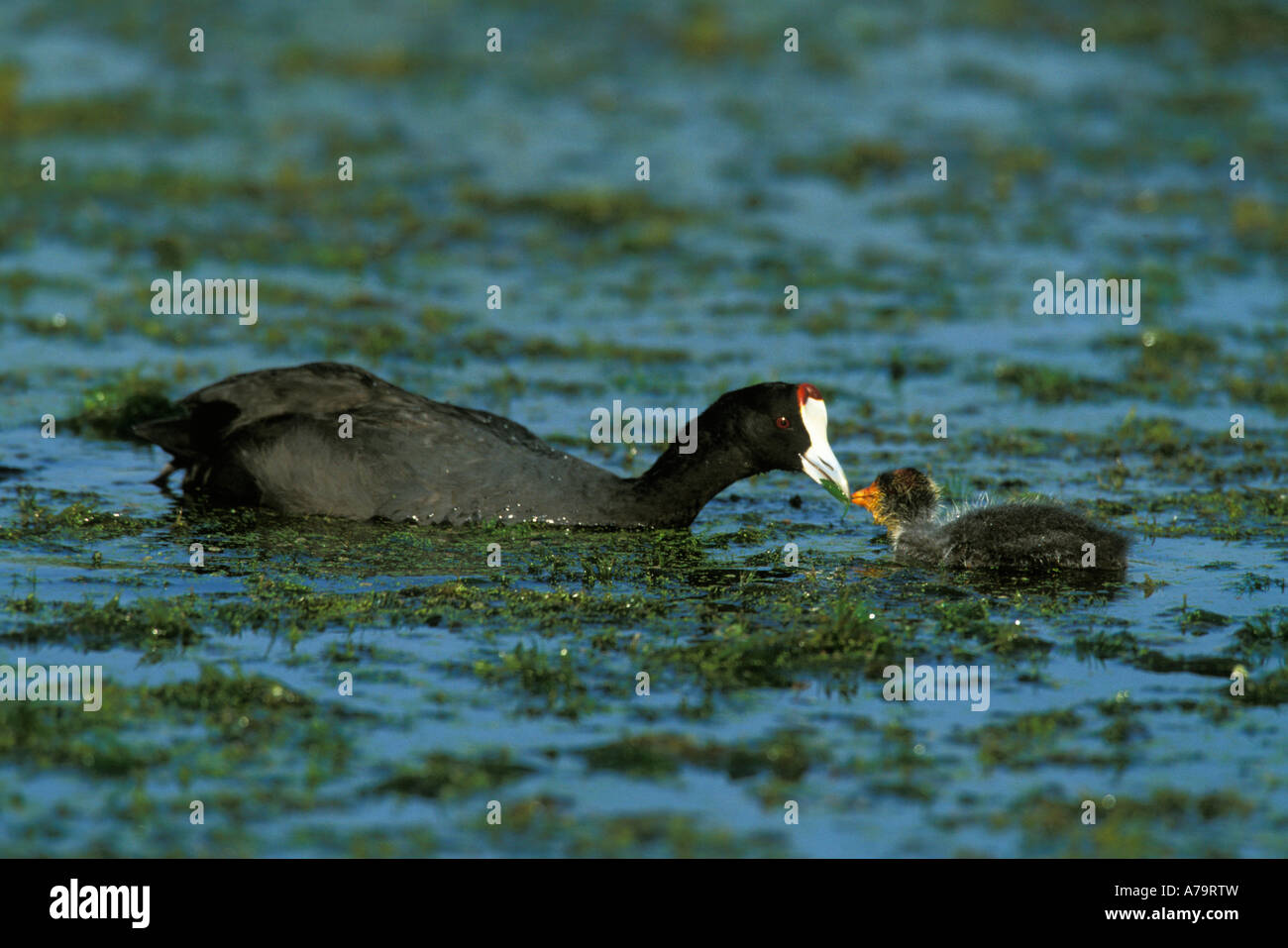 Red knobbed Coot and young Marievale Gauteng South Africa Stock Photo ...