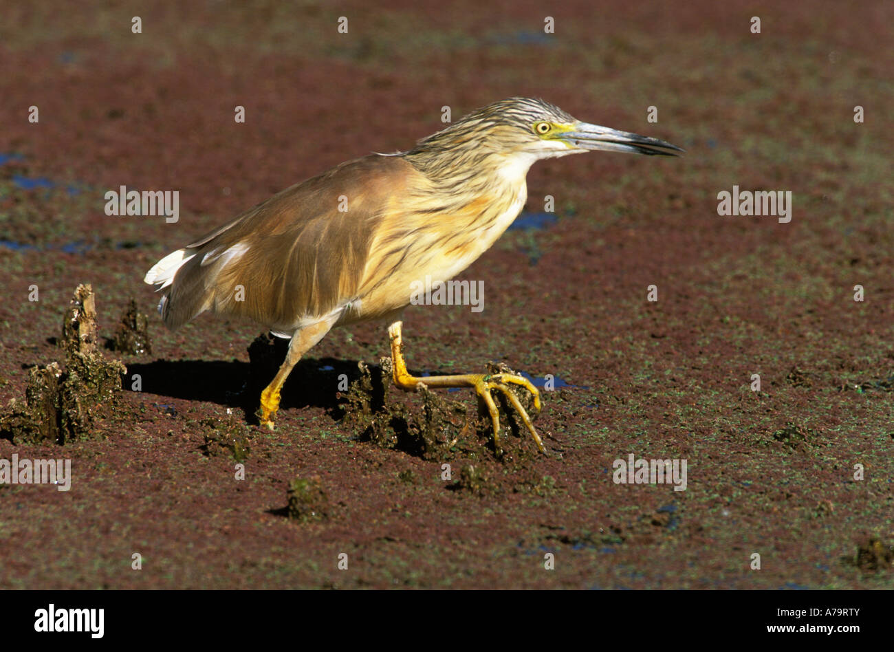 Squacco Heron walking through marshy area Marievale Gauteng Province ...