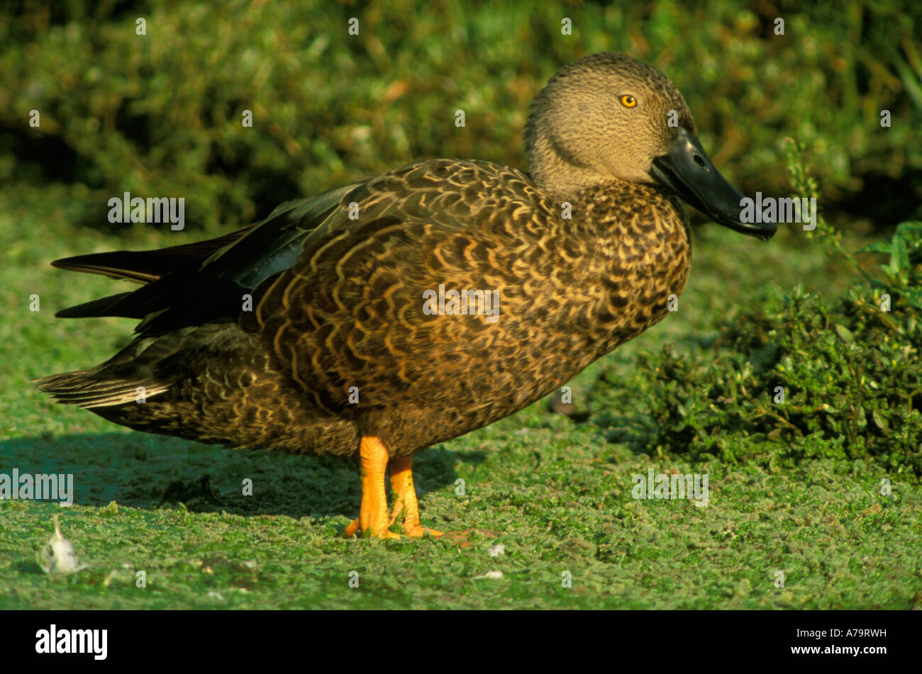 African yellow bill duck hi-res stock photography and images - Alamy