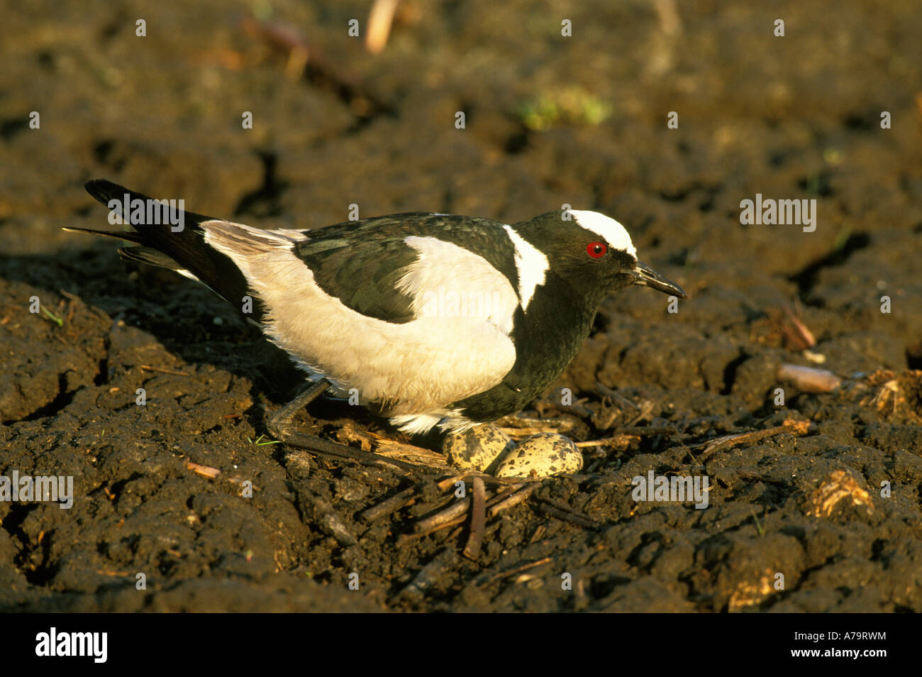 Blacksmith Plover nesting in muddy area Marievale Gauteng South Africa ...