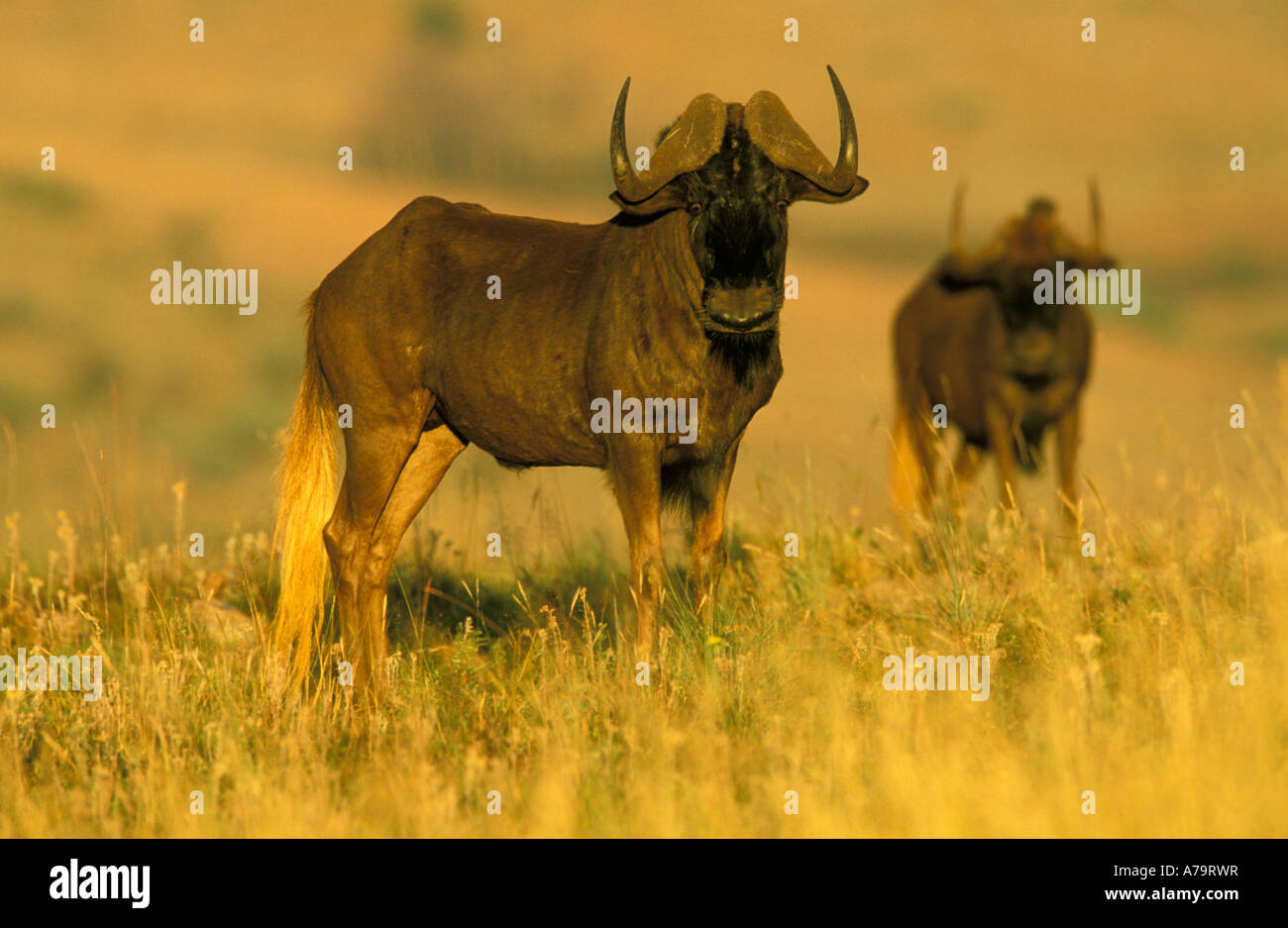 Black Wildebeest bull standing in grassy area facing the camera Gauteng ...