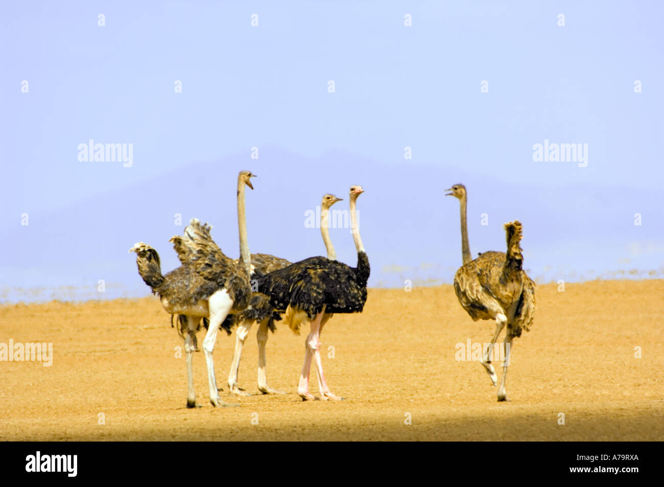 wild ostrich family group on the salt lake AMBOSELI NATIONAL PARK Kenya ...