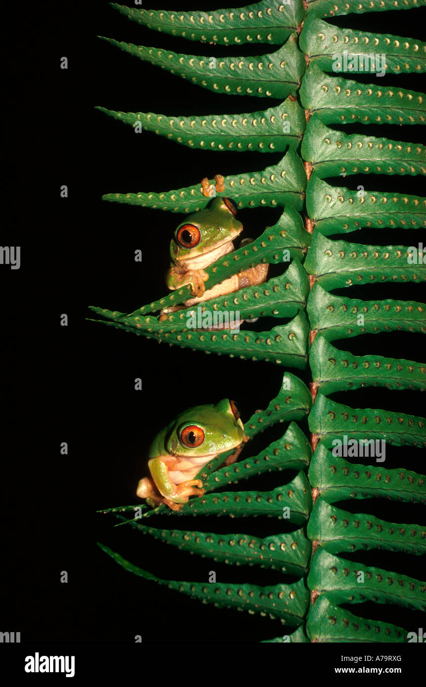 Reed frogs hi-res stock photography and images - Alamy