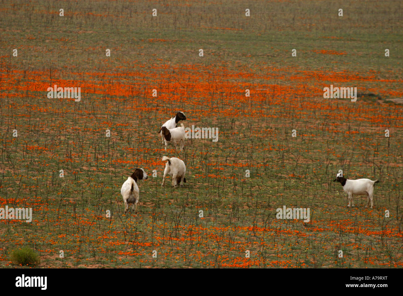 Goats in field with flowers Namaqualand Springbok area Northern Cape ...