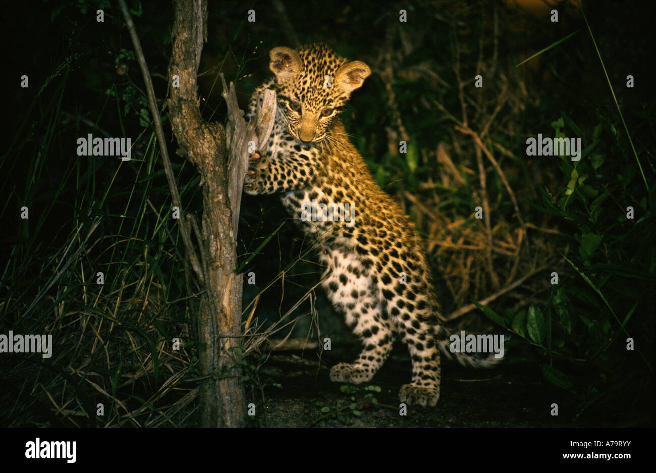 African leopard cub playing hi-res stock photography and images - Alamy