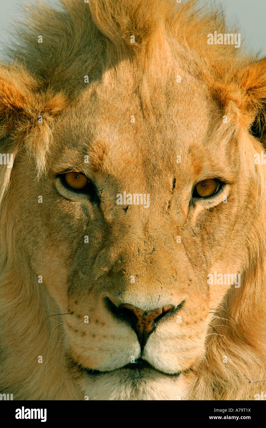 Tight portrait of a male lion with amber eyes looking directly at the ...